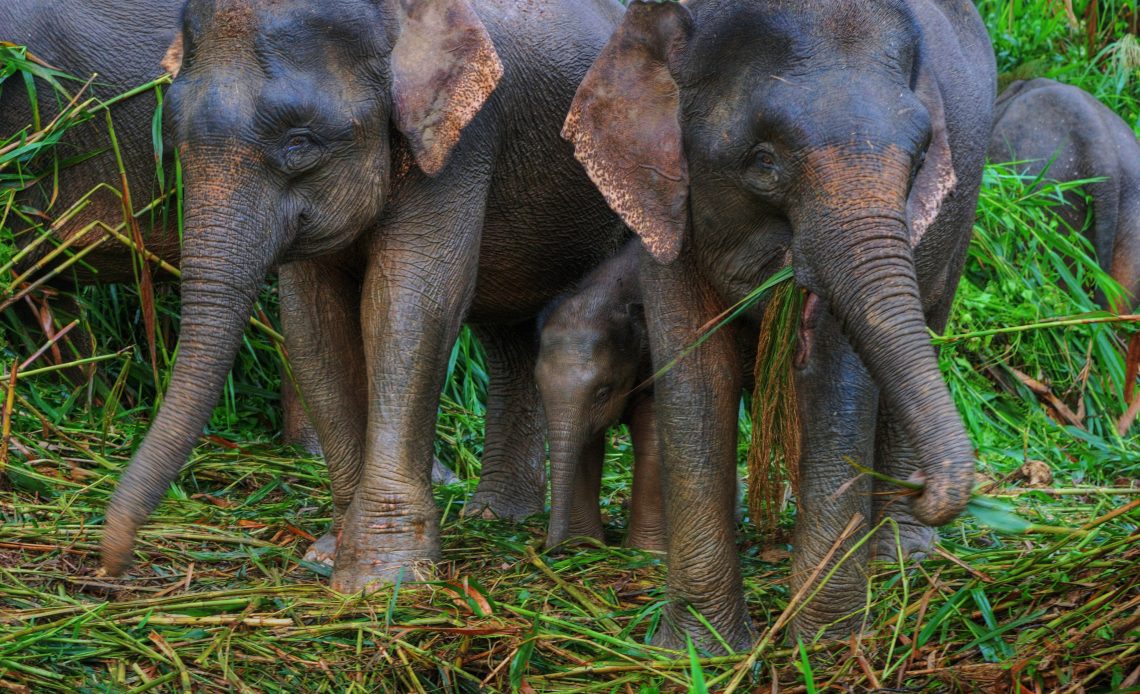 Wallace Line: A Biogeographical Boundary of Biodiversity - Borneo ...