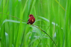 Wallace Line: A Biogeographical Boundary of Biodiversity - Borneo ...