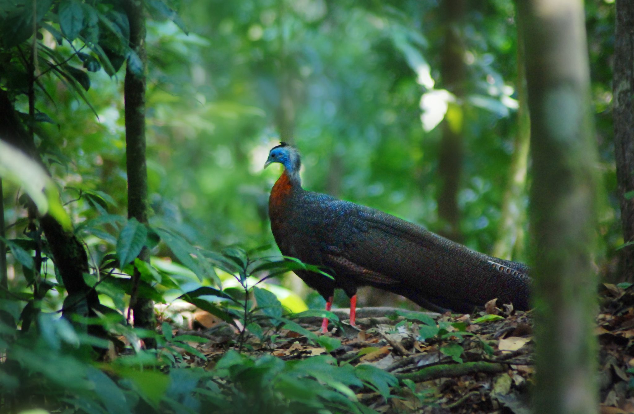 Wallace Line: A Biogeographical Boundary of Biodiversity - Borneo ...