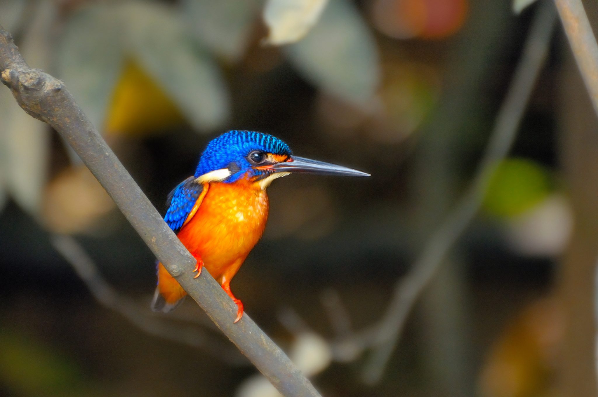Wallace Line: A Biogeographical Boundary of Biodiversity - Borneo ...